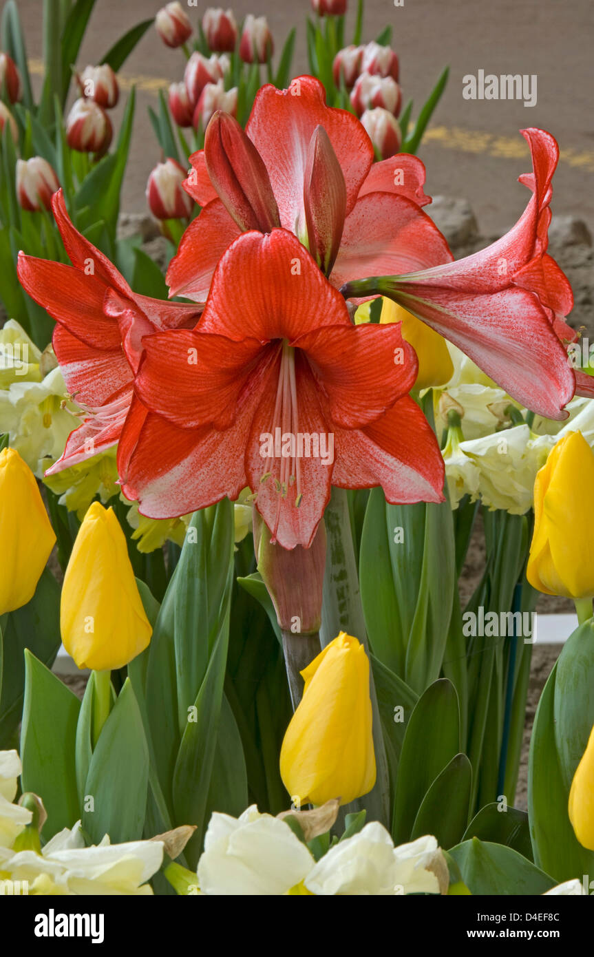 Hippeastrum 'Charisma'. "Amaryllis Stock Photo - Alamy