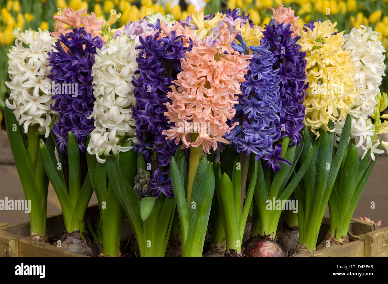 Hyacinthus - mixed colours Stock Photo - Alamy