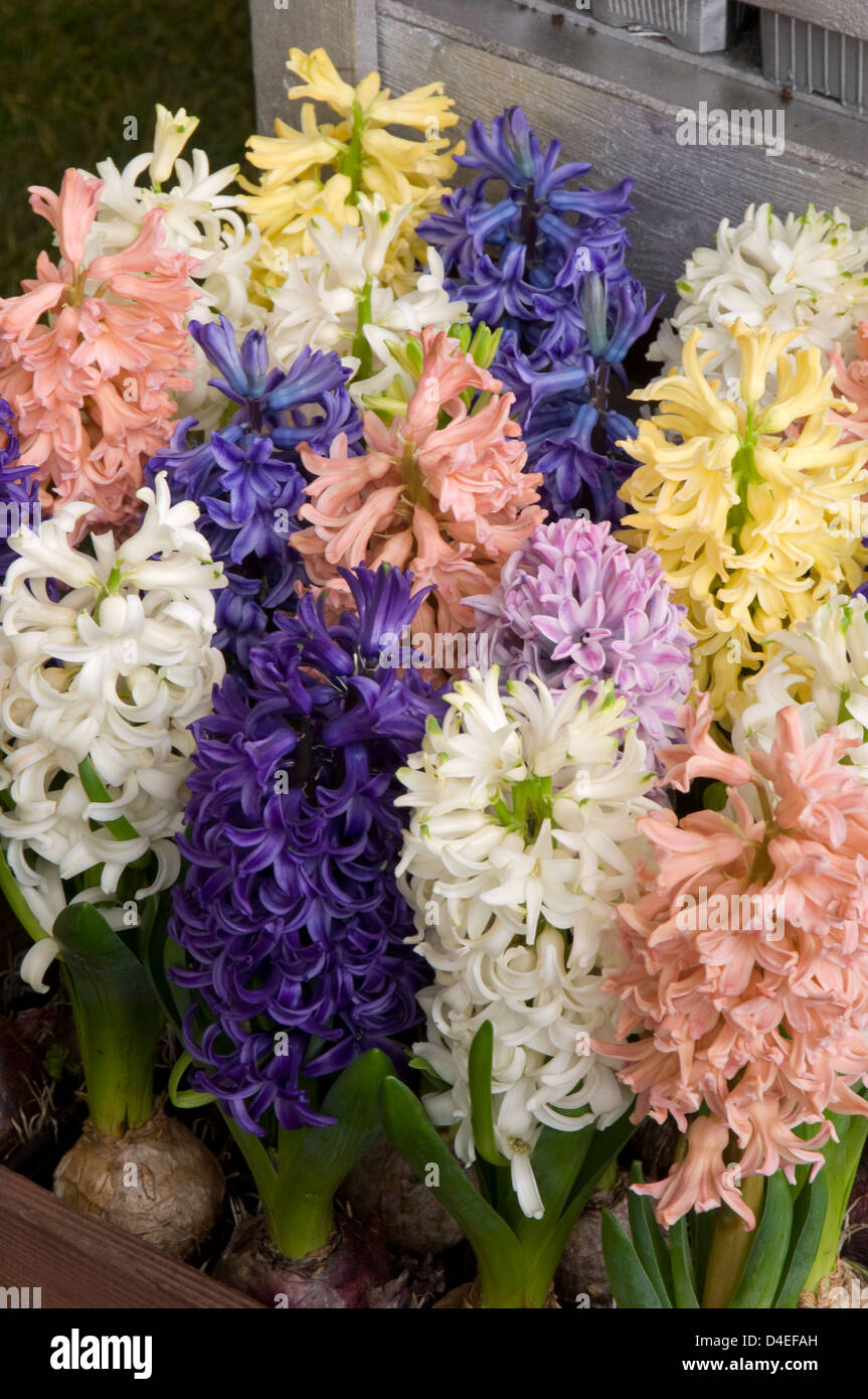 Hyacinthus - mixed colours Stock Photo - Alamy