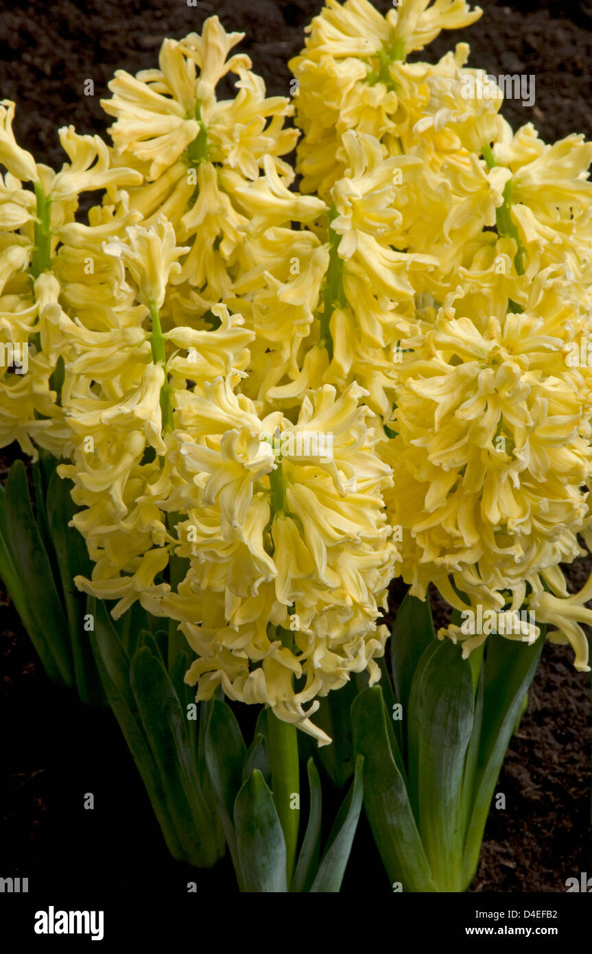 Hyacinthus 'Gypsy Princess' Stock Photo - Alamy