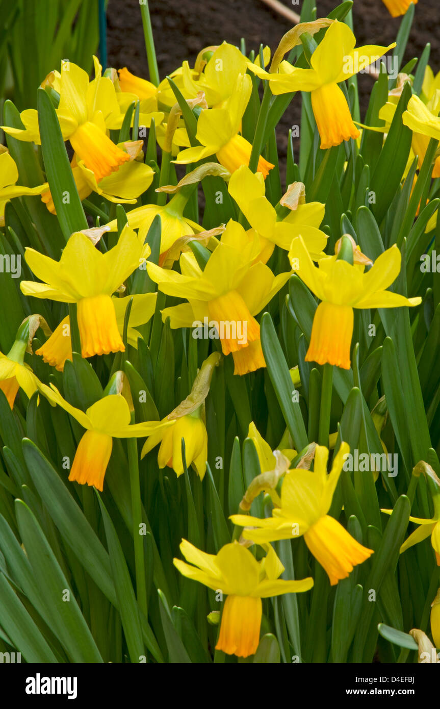 Jetfire daffodils hi-res stock photography and images - Alamy