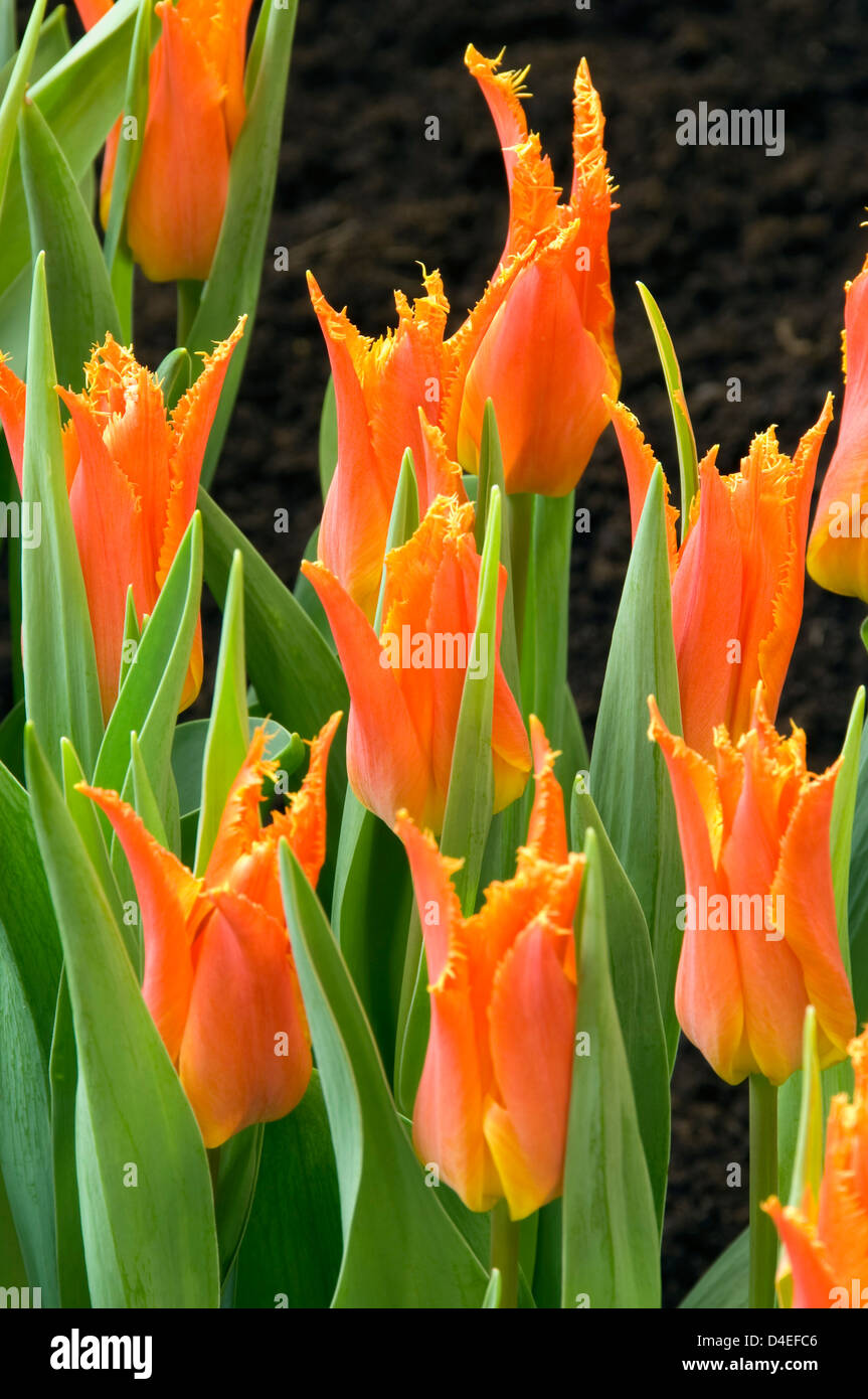 Tulipa 'Ballerina Crispa'. Mutant variety Stock Photo - Alamy