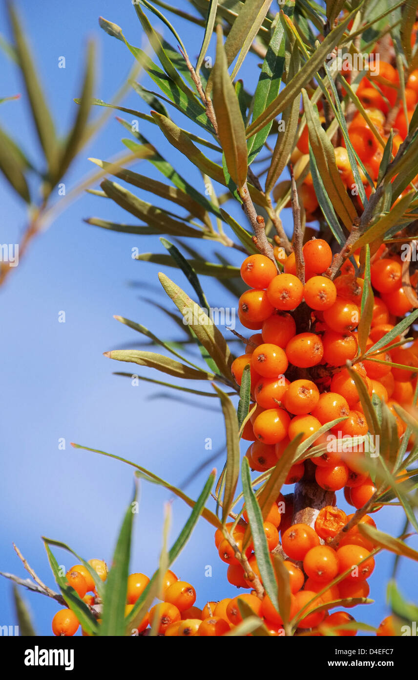 Sanddorn - sallow thorn 40 Stock Photo - Alamy