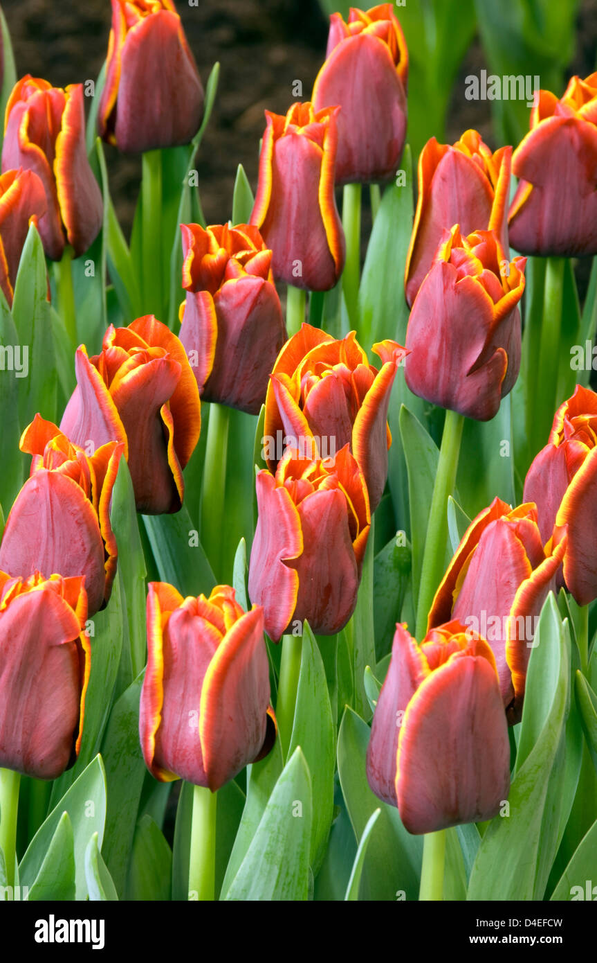 Tulipas hi-res stock photography and images - Alamy