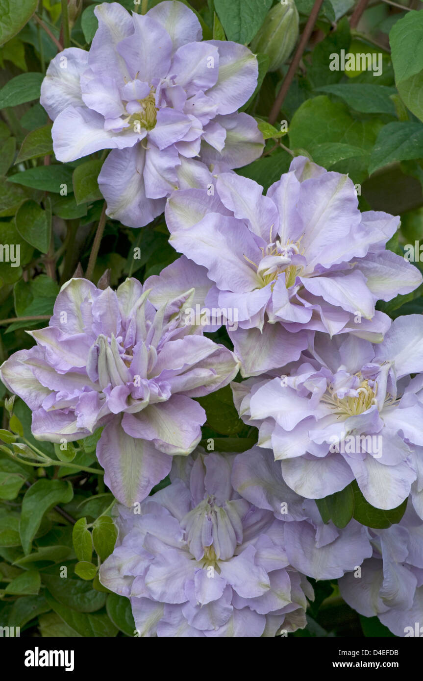 Clematis 'Louise Rowe' Stock Photo - Alamy