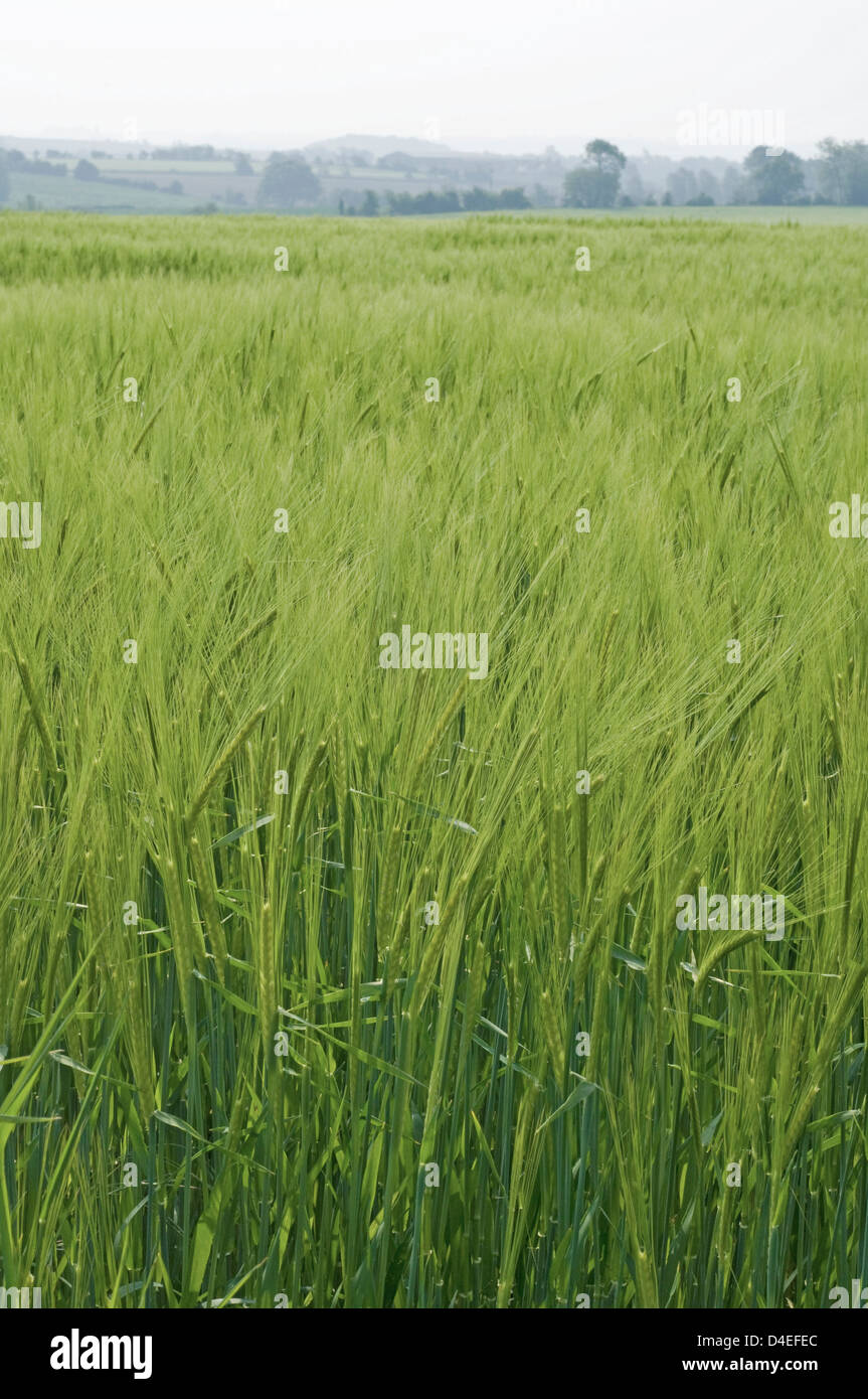 Barley Field in early Summer Stock Photo - Alamy