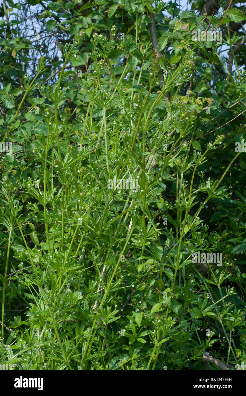 Goosegrass (Galium aparine). Also known as Cleaver, Clivers, Stickyweed ...
