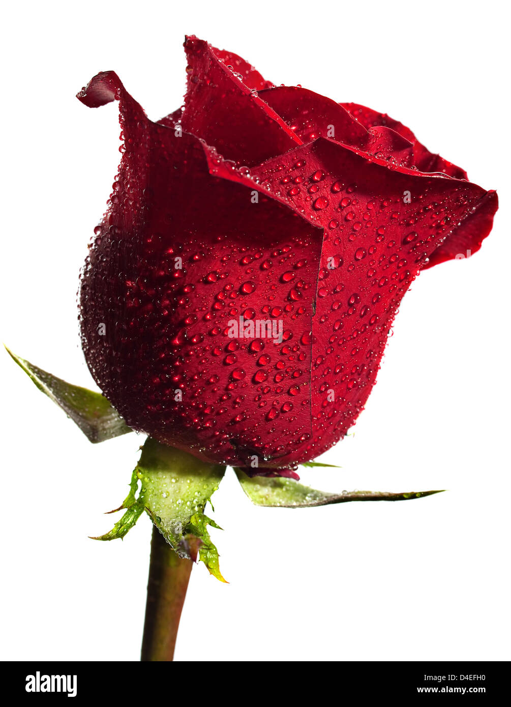 Rose head closeup isolated on white Stock Photo - Alamy
