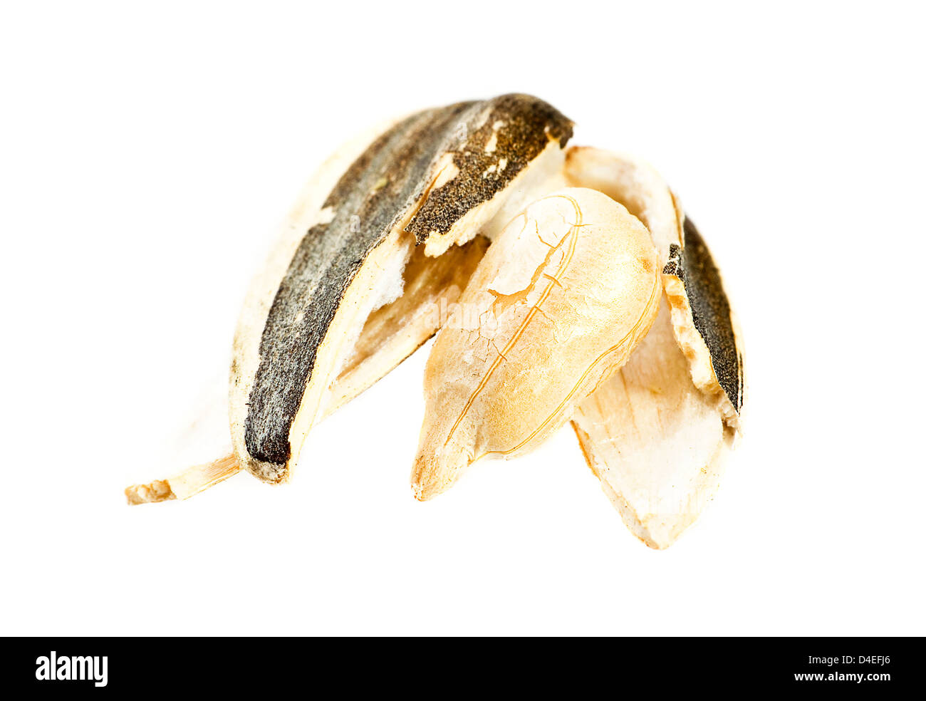 Open sunflower seed isolated on white Stock Photo - Alamy