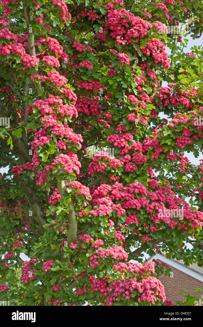 Crataegus laevigata paul’s scarlet hi-res stock photography and images ...