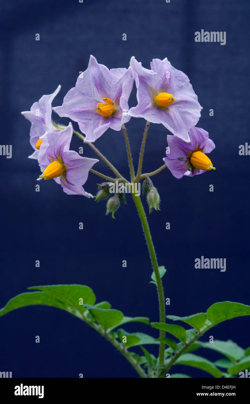 Potato Flowers. Solanum tuberosum. Typical of Red skinned potato's ...