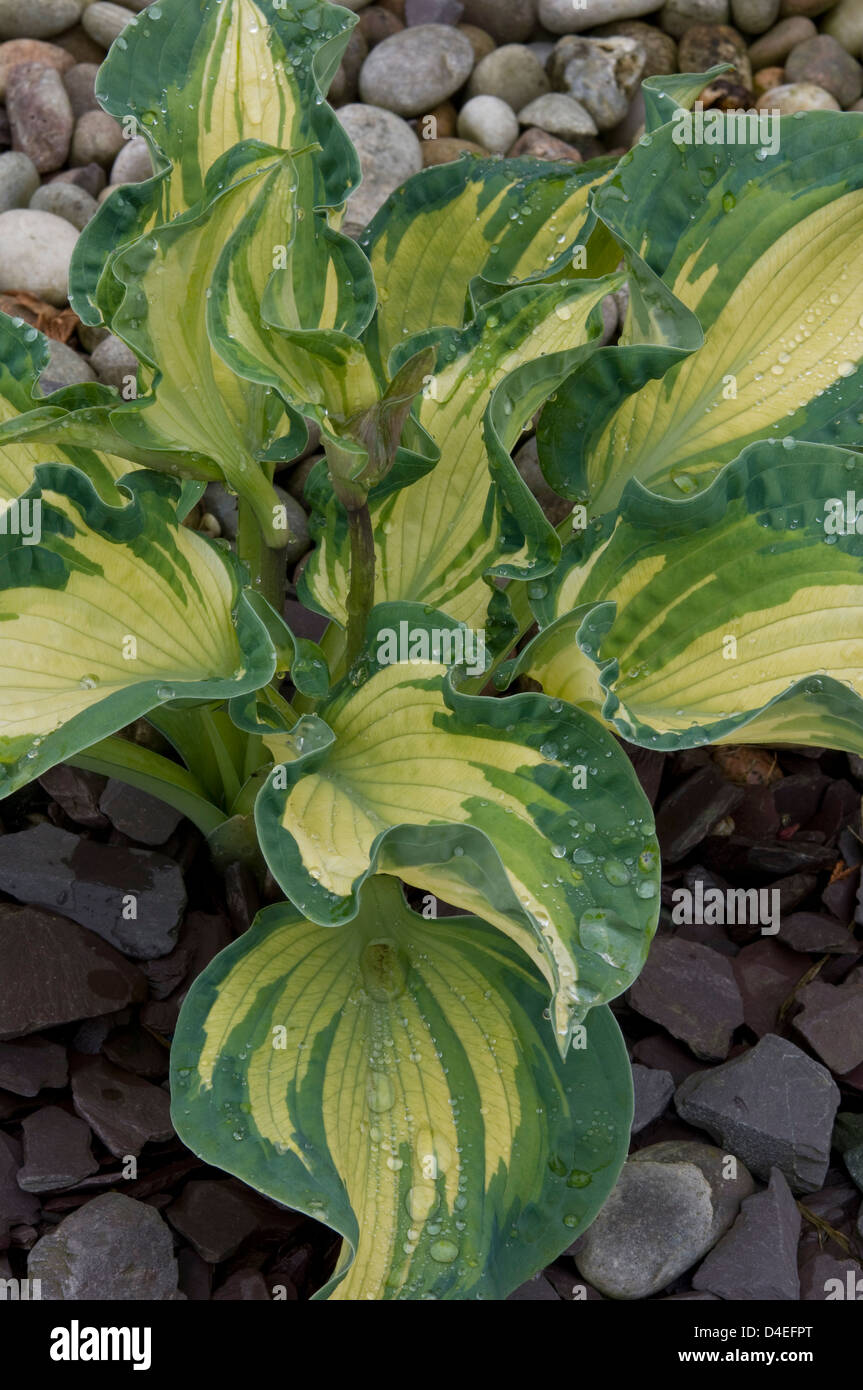 Hosta 'Golden Meadows' Stock Photo - Alamy