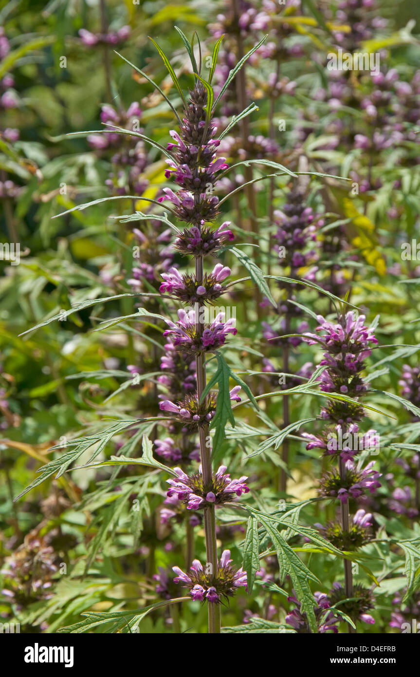 Chinese motherwort hi-res stock photography and images - Alamy