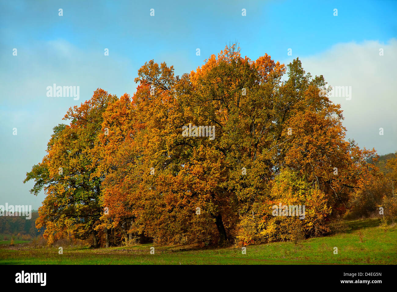 Oak tree landscape hi-res stock photography and images - Alamy