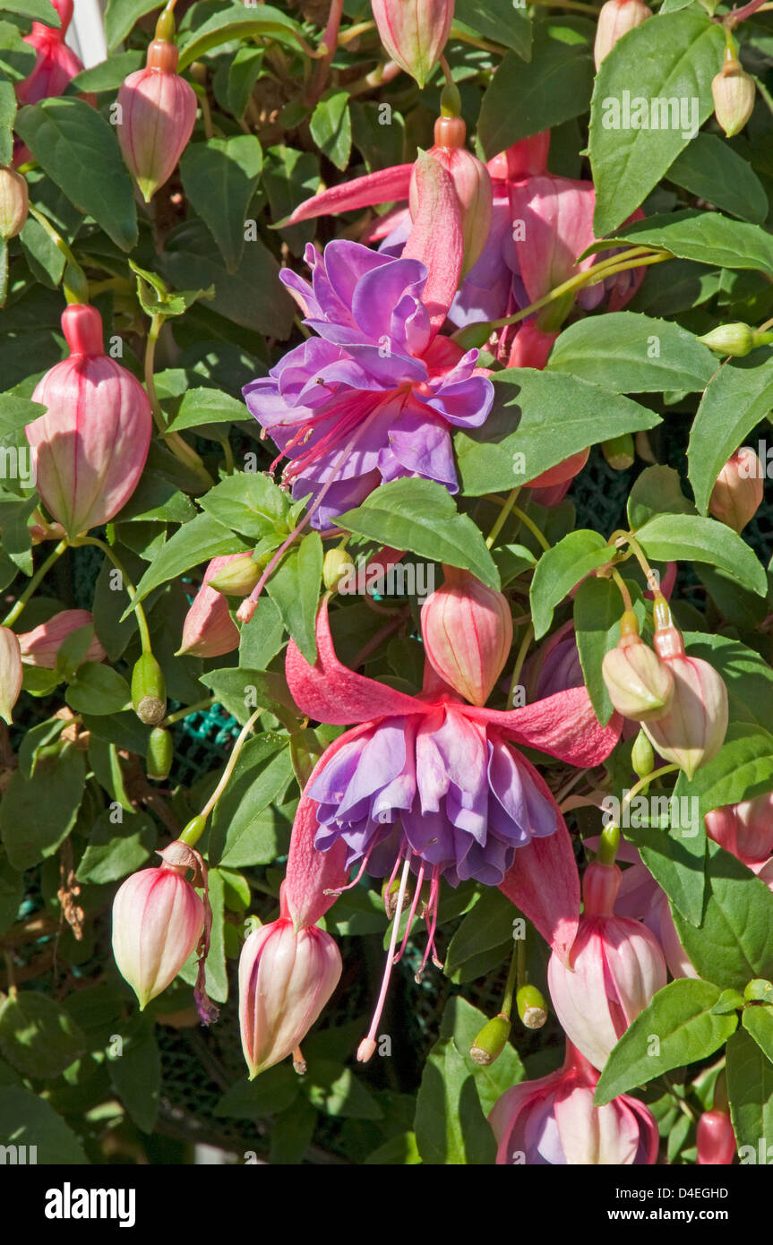 Fuchsia Buds of May 'Adrienne' Stock Photo - Alamy