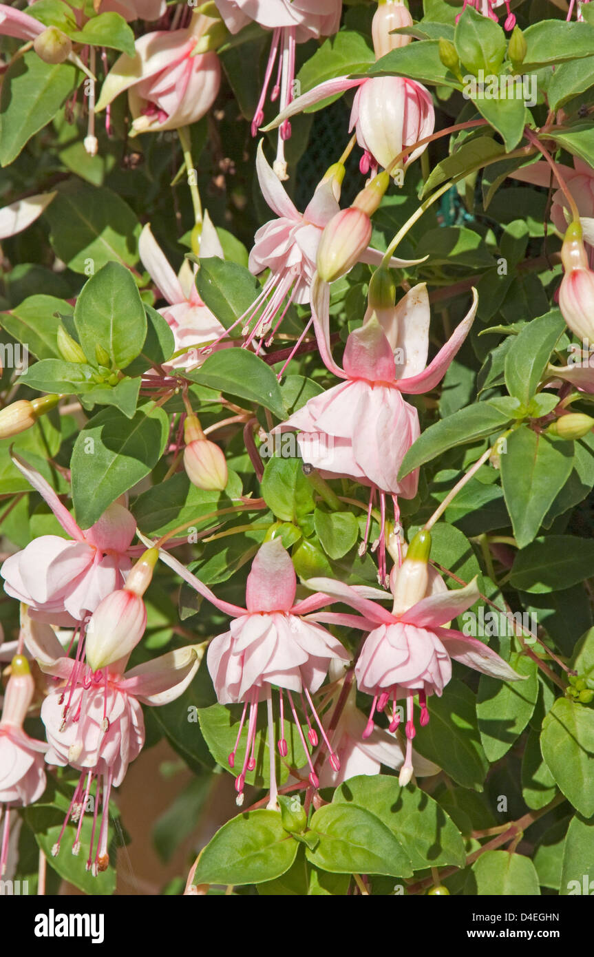 Fuchsia Buds of May 'Claudia' Stock Photo - Alamy