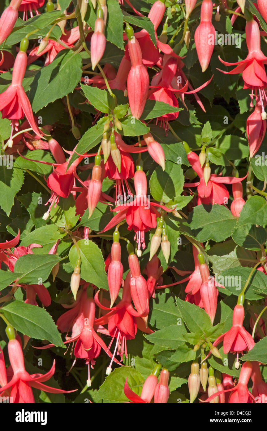 Fuchsia Buds of May 'Patricia Hodge' Stock Photo - Alamy