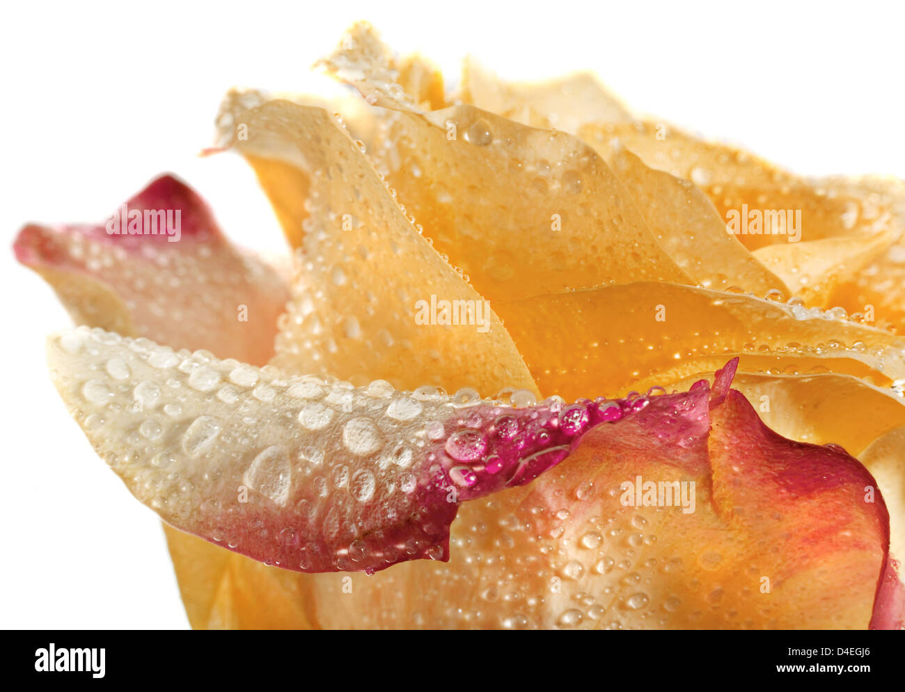 Yellow rose head flower closeup on white Stock Photo - Alamy