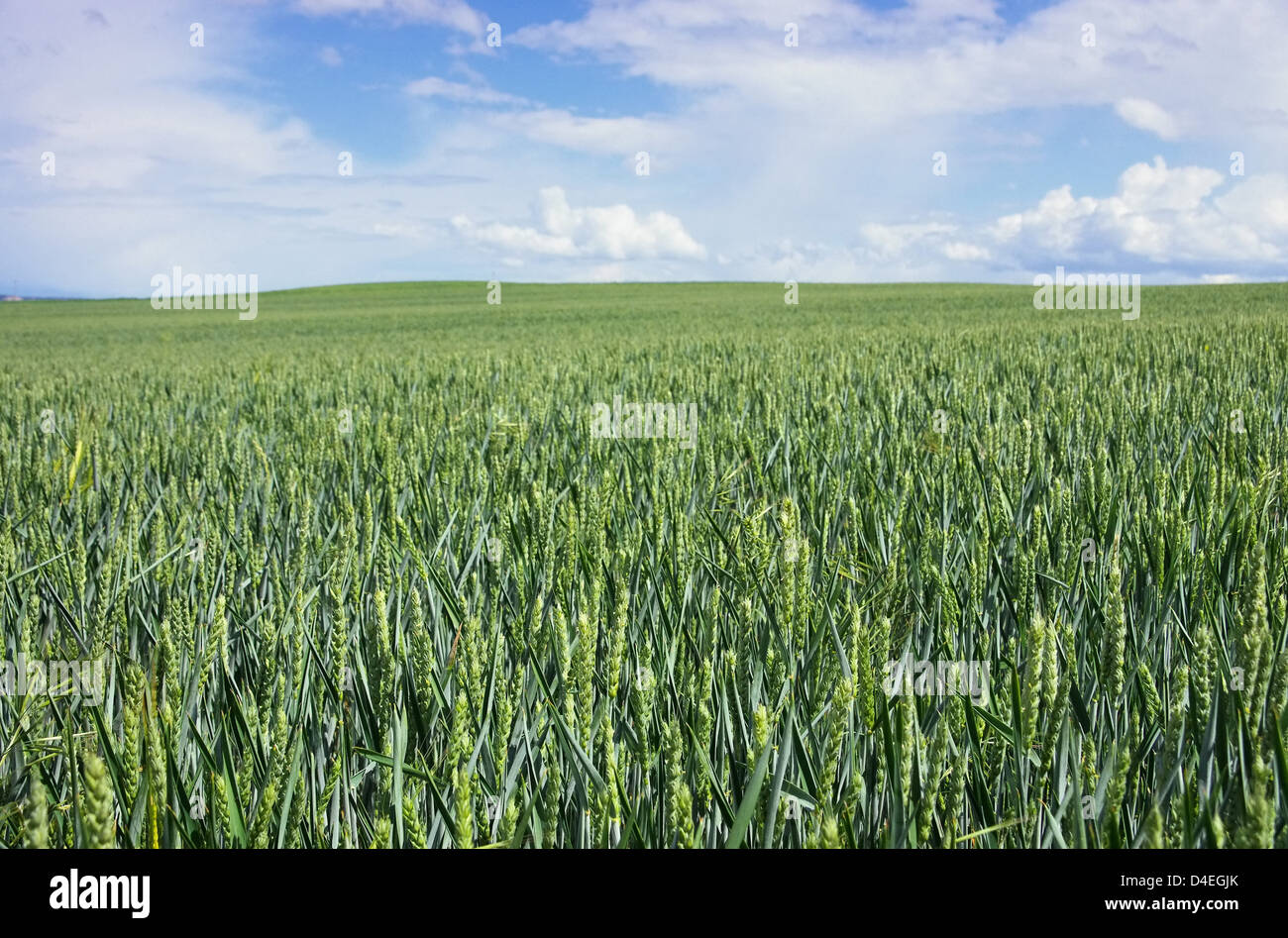 Weizenfeld - weat field 06 Stock Photo - Alamy