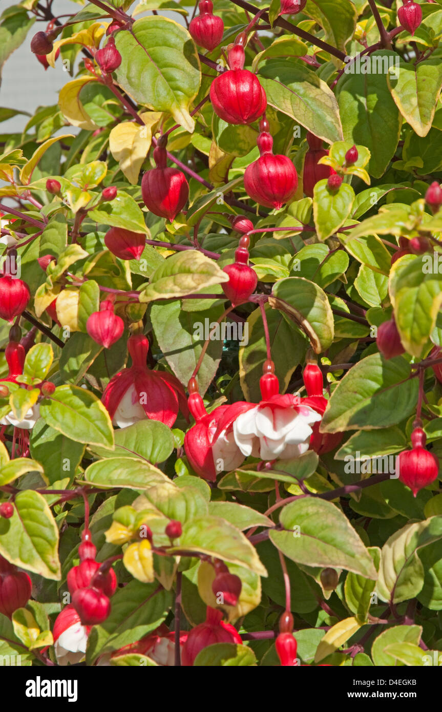Fuchsia Goldrush 'Golden Springtime' Stock Photo - Alamy