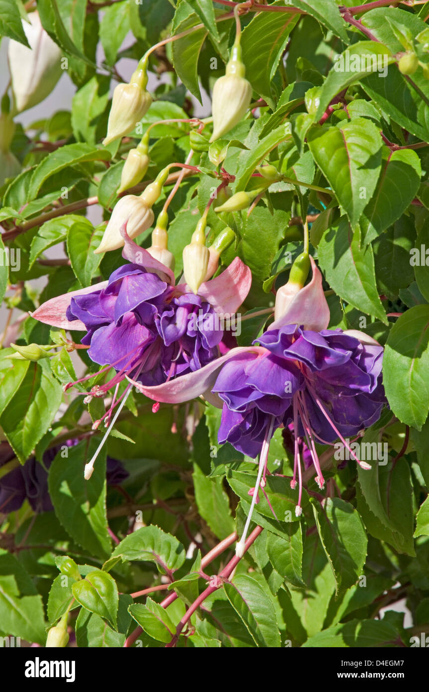 Fuchsia Souther Belles 'Deep Purple' Stock Photo - Alamy