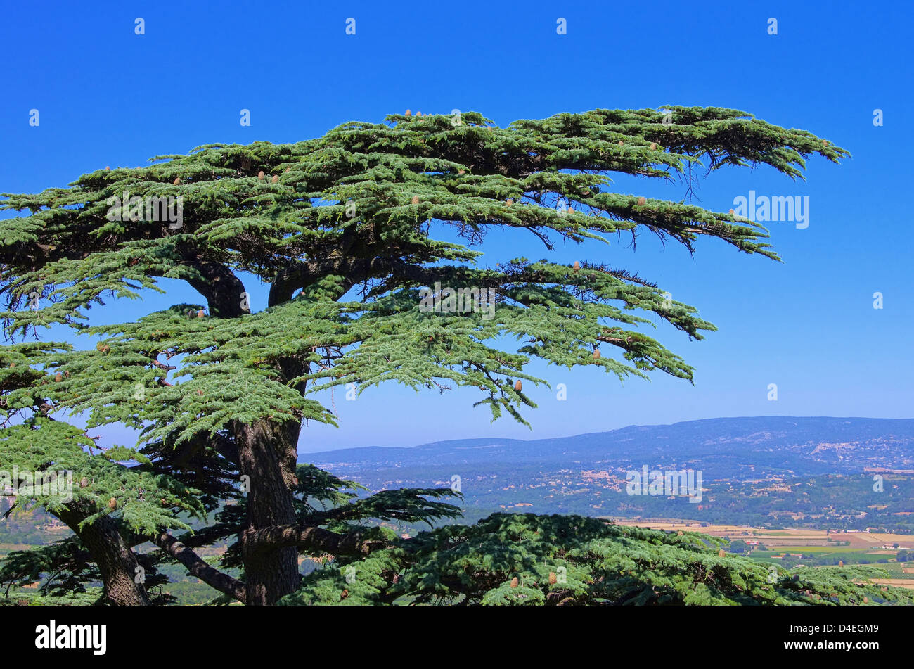 Zeder - cedar 17 Stock Photo - Alamy