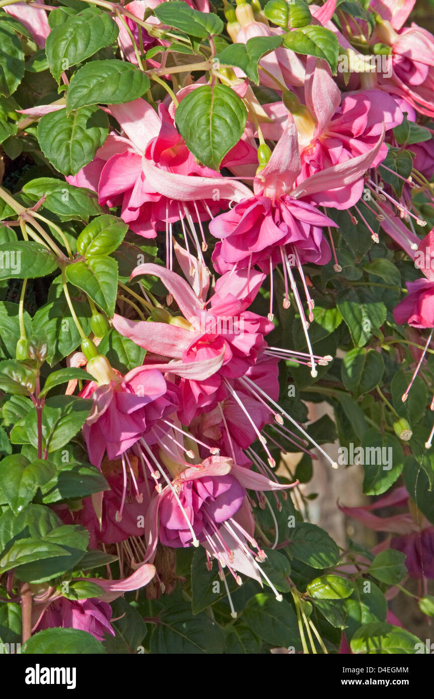 Southern Belles High Resolution Stock Photography and Images - Alamy