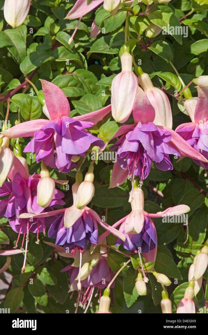 Southern belles hi-res stock photography and images - Alamy