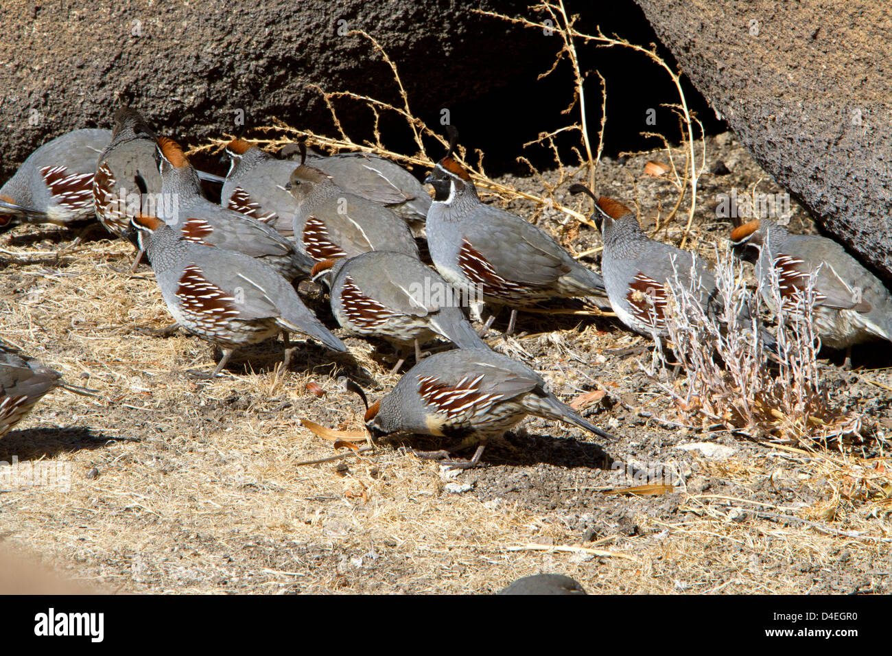 Gambel's Quail (Callipepla gambelii) flock feeding on ground at Barker ...