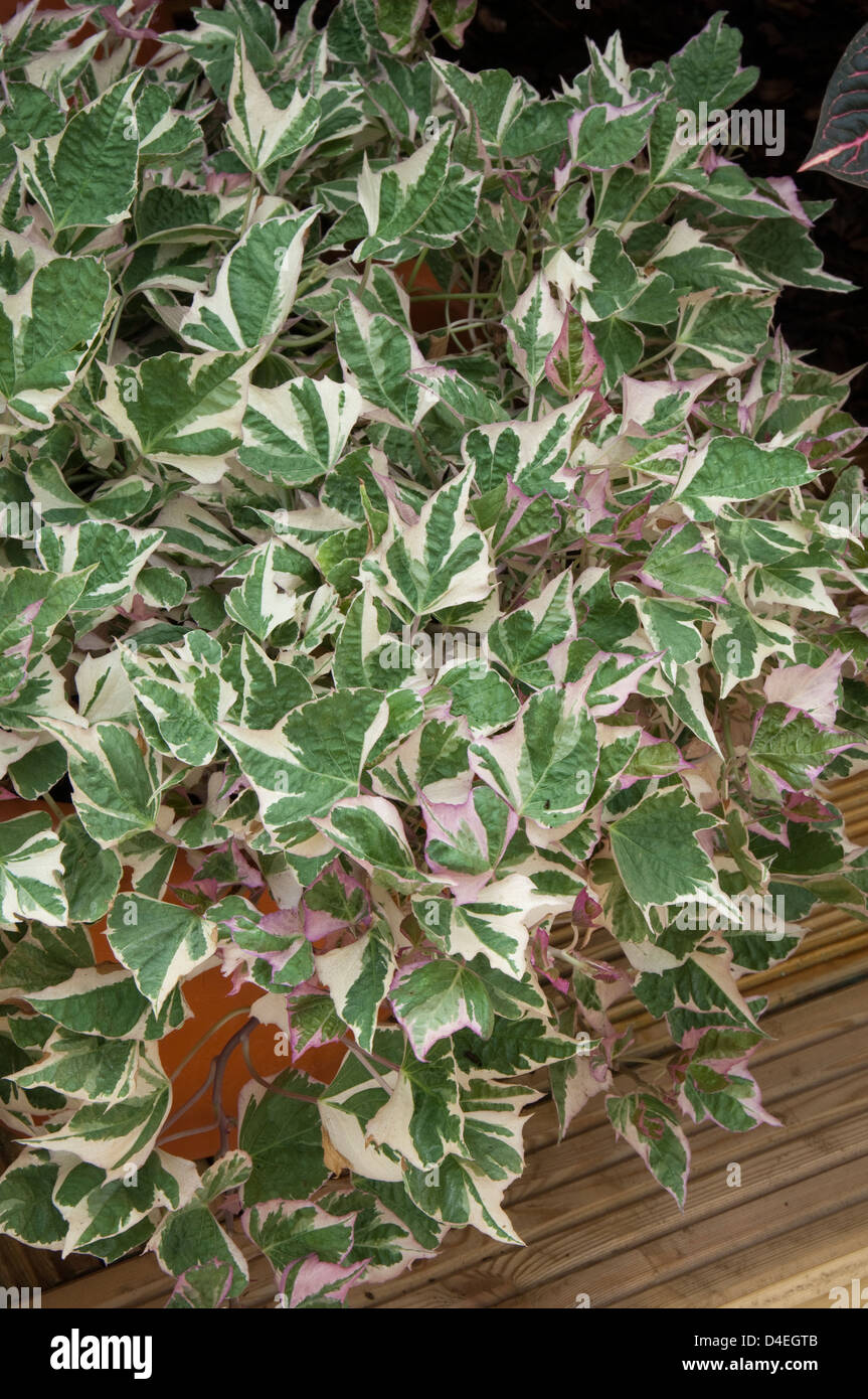 Ipomoea batatus 'Variegata' Stock Photo - Alamy