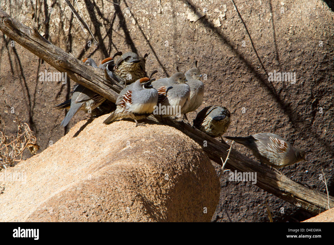 Gambel's Quail (Callipepla gambelii) flock scurrying over rock at ...