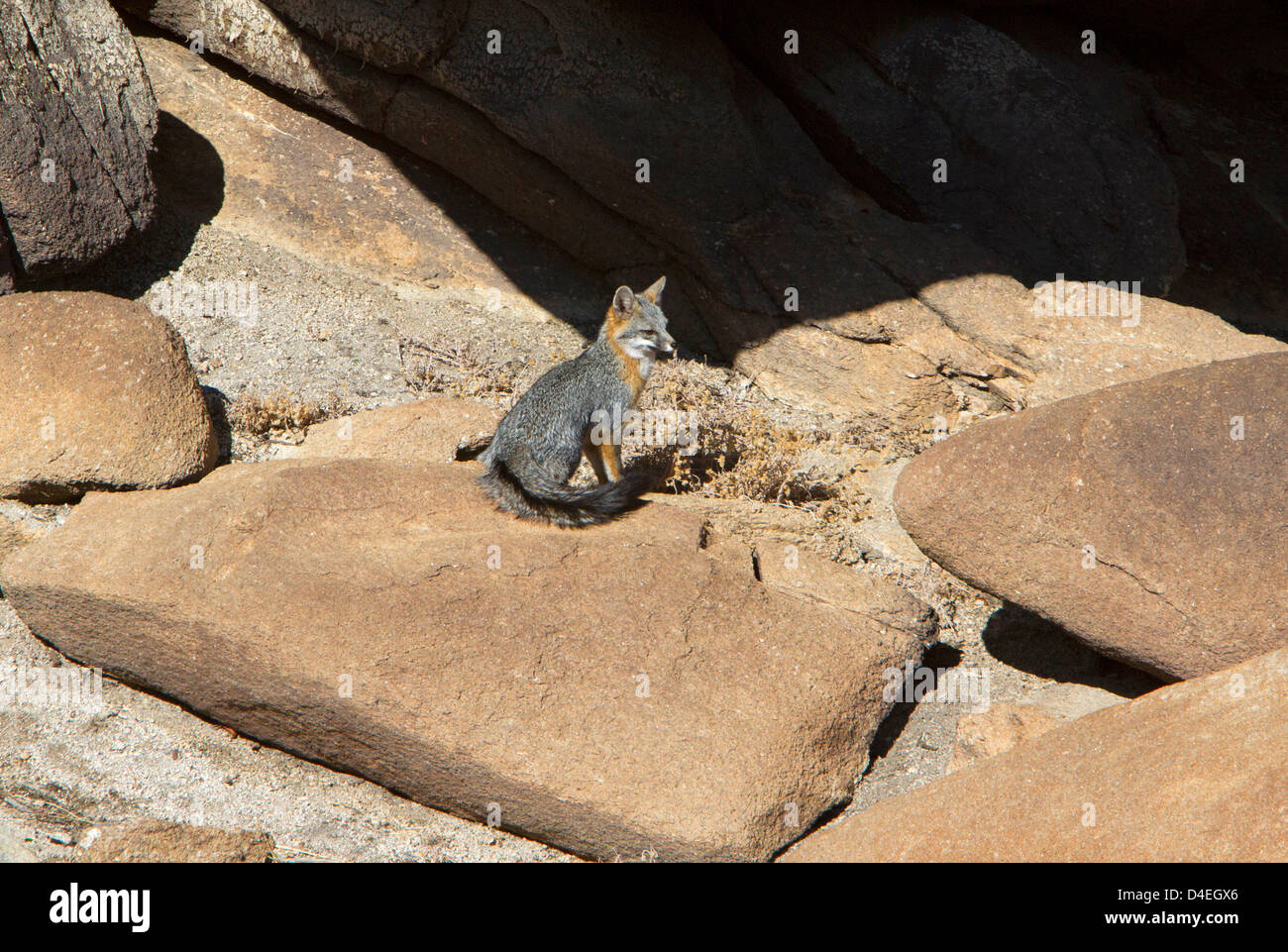 Gray Fox (Urocyon cinereoargenteus) sitting on a rock at Barker Dam ...
