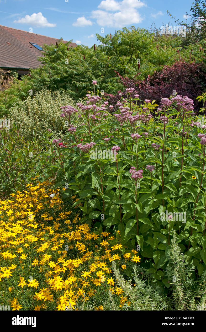 Perennial and Shrub border. Coreopsis, Eupatorium, Crimson Berberis and ...