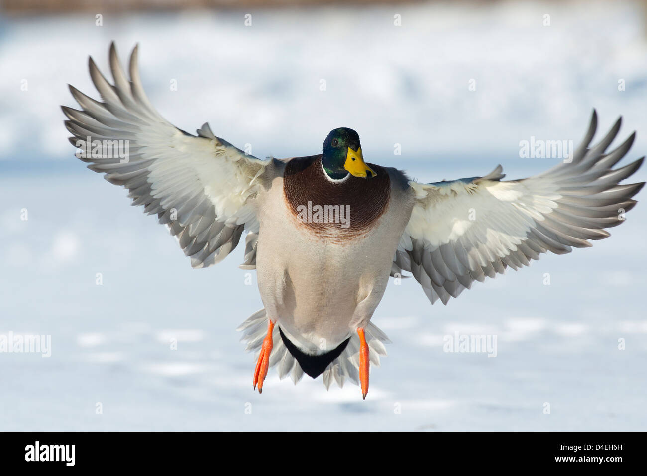 Landing drake hi-res stock photography and images - Alamy
