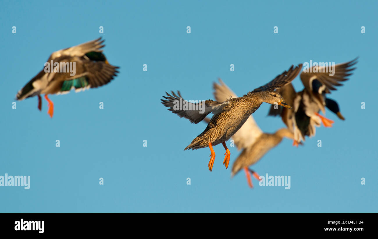 Flying mallards hi-res stock photography and images - Alamy