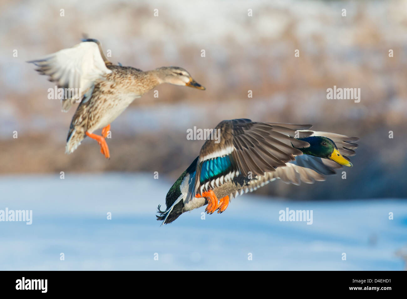 Flying mallards hi-res stock photography and images - Alamy