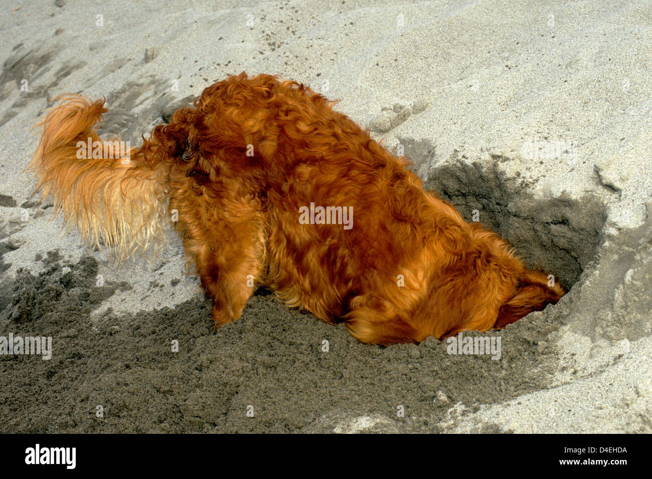 Golden retriever digging hi-res stock photography and images - Alamy