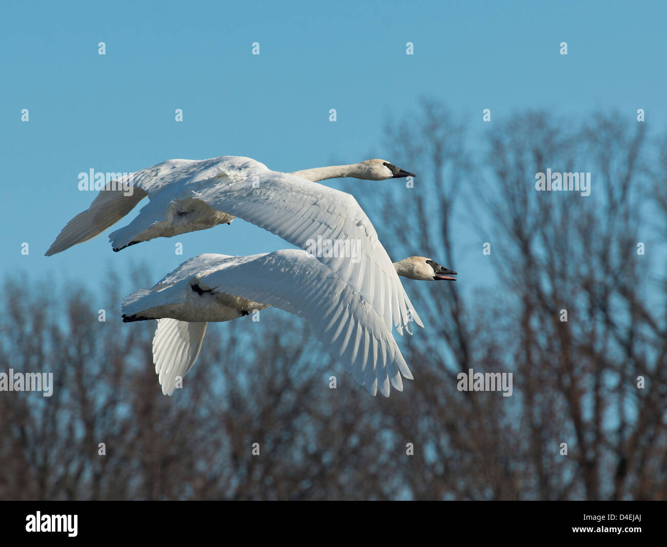 Flying Trumpeter Swans Stock Photo - Alamy