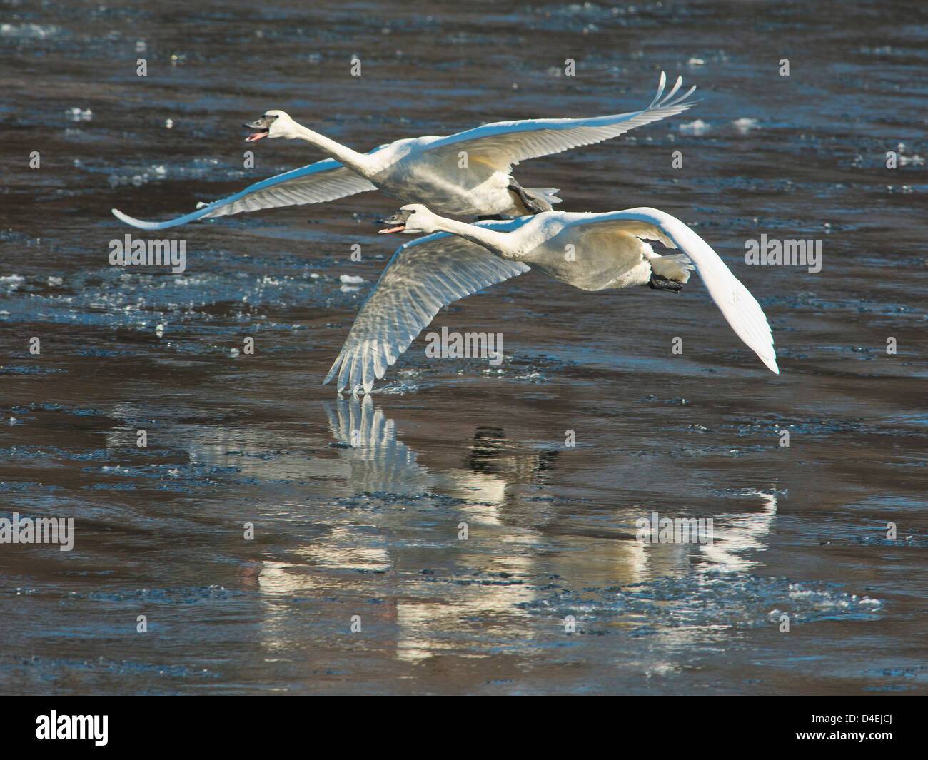 Trumpeter Swans flying over an icy river Stock Photo - Alamy