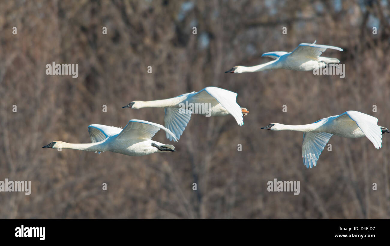 Flying Trumpeter Swans Stock Photo - Alamy