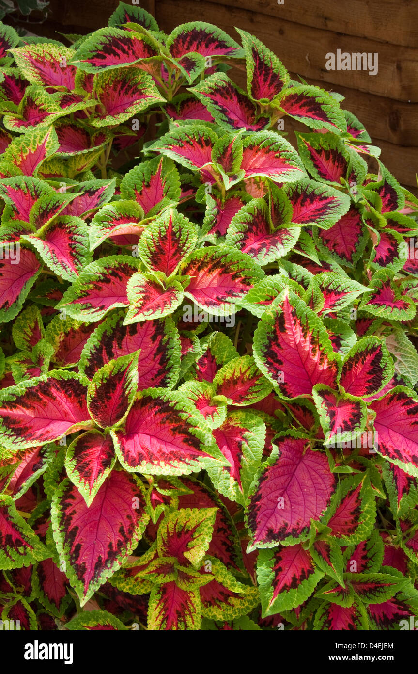 Solenostemon 'Watermelon'. Syn. Coleus Stock Photo - Alamy