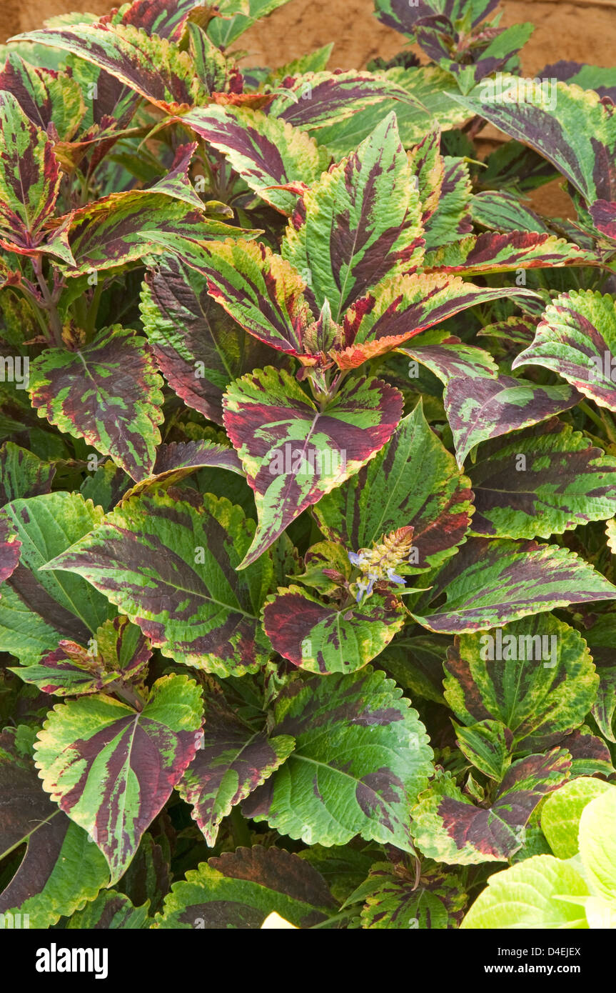 Combat plant hi-res stock photography and images - Alamy