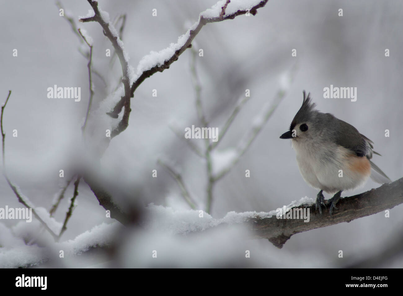 Tufted titmouse in snow hi-res stock photography and images - Alamy