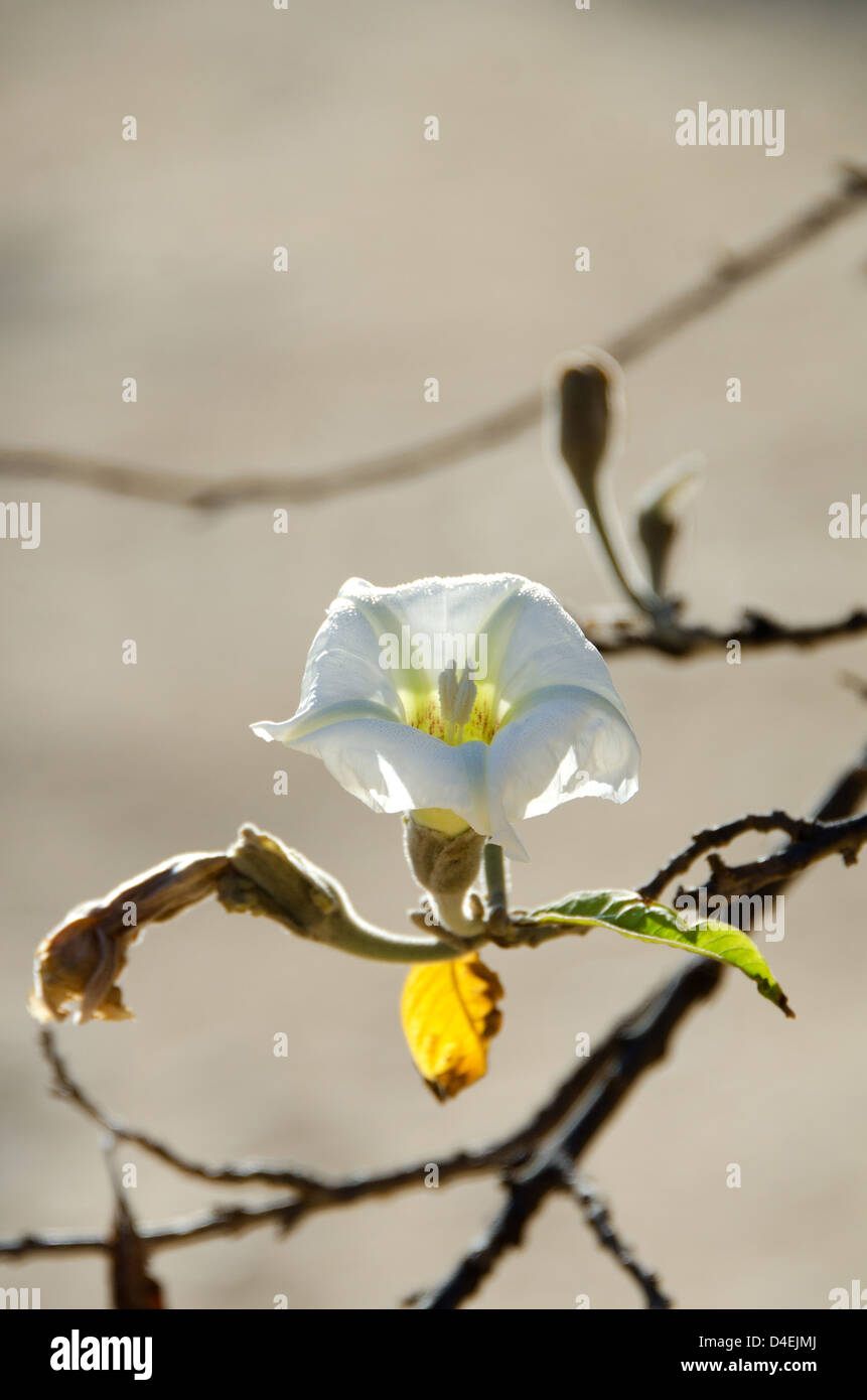 Casahuate tree hi-res stock photography and images - Alamy