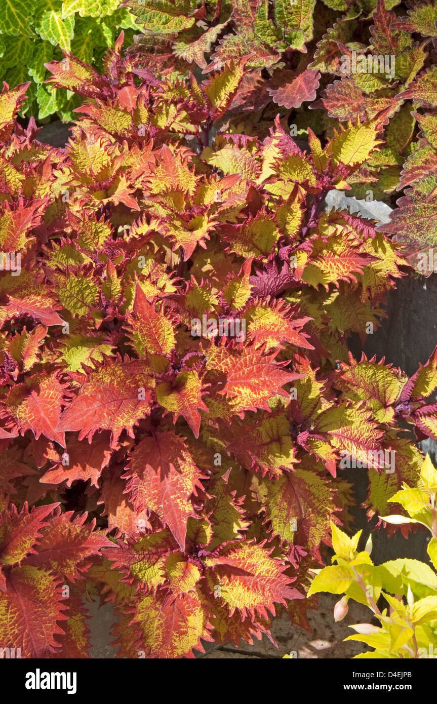 Solenostemon 'Indian Summer'. Syn Coleus Stock Photo - Alamy