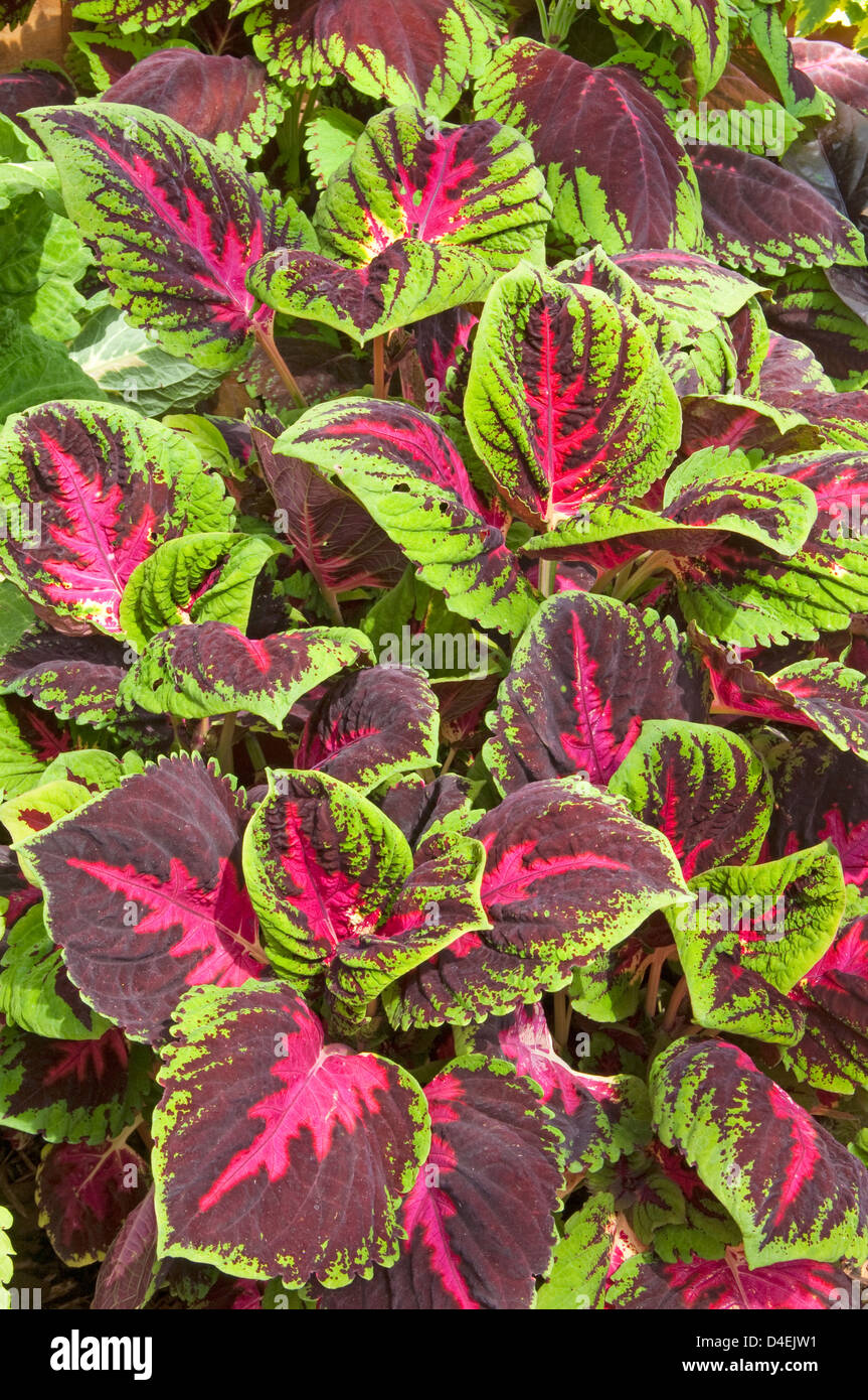 Solenostemon Kong TM 'Red'. Syn. Coleus Stock Photo - Alamy