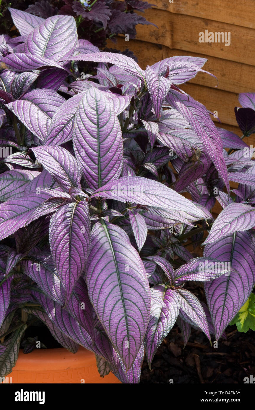 Ancient Persian Shield Drawing