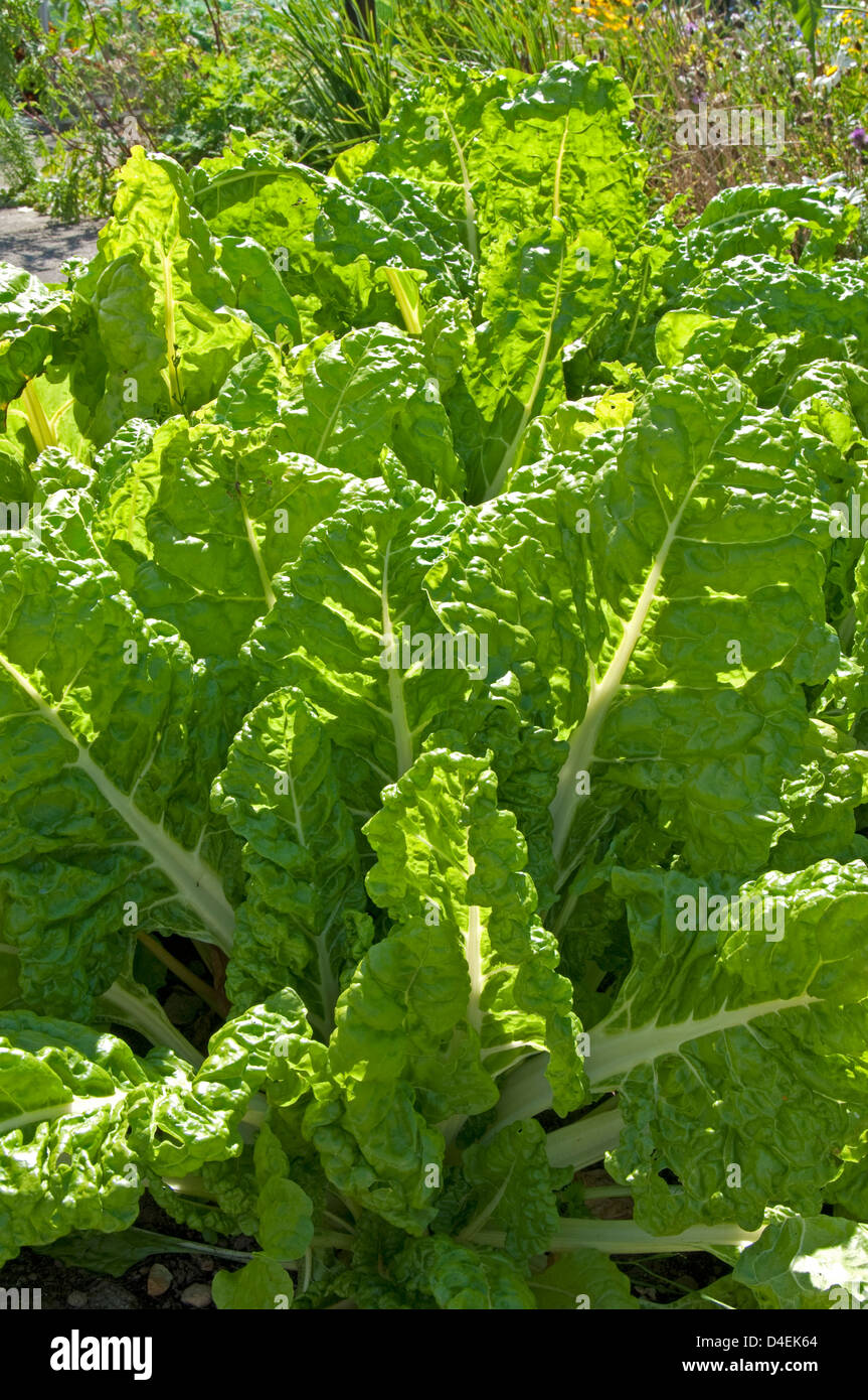 Swiss Chard "Lucullus Stock Photo - Alamy