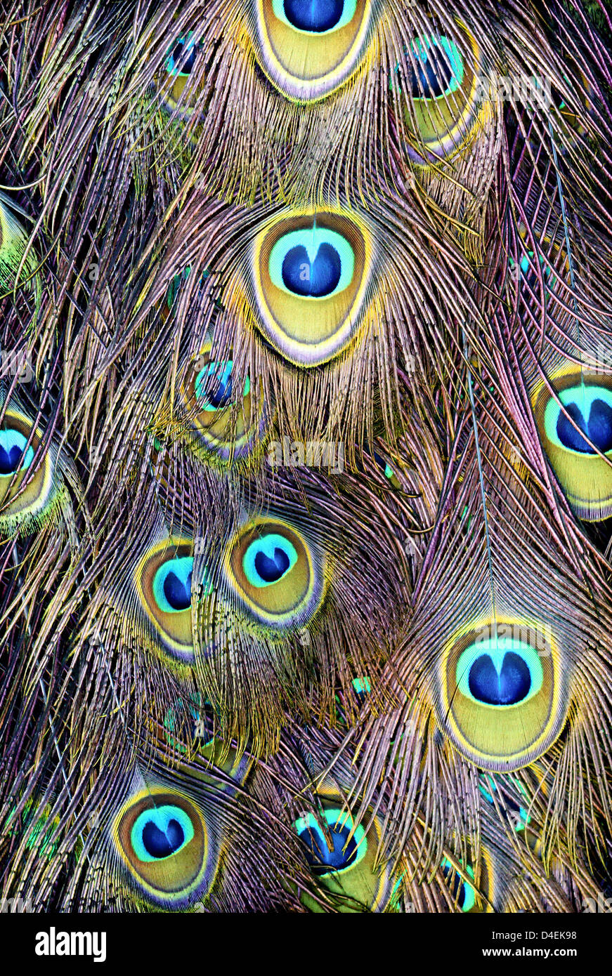 A detailed photograph, of peacock tail feathers Stock Photo - Alamy