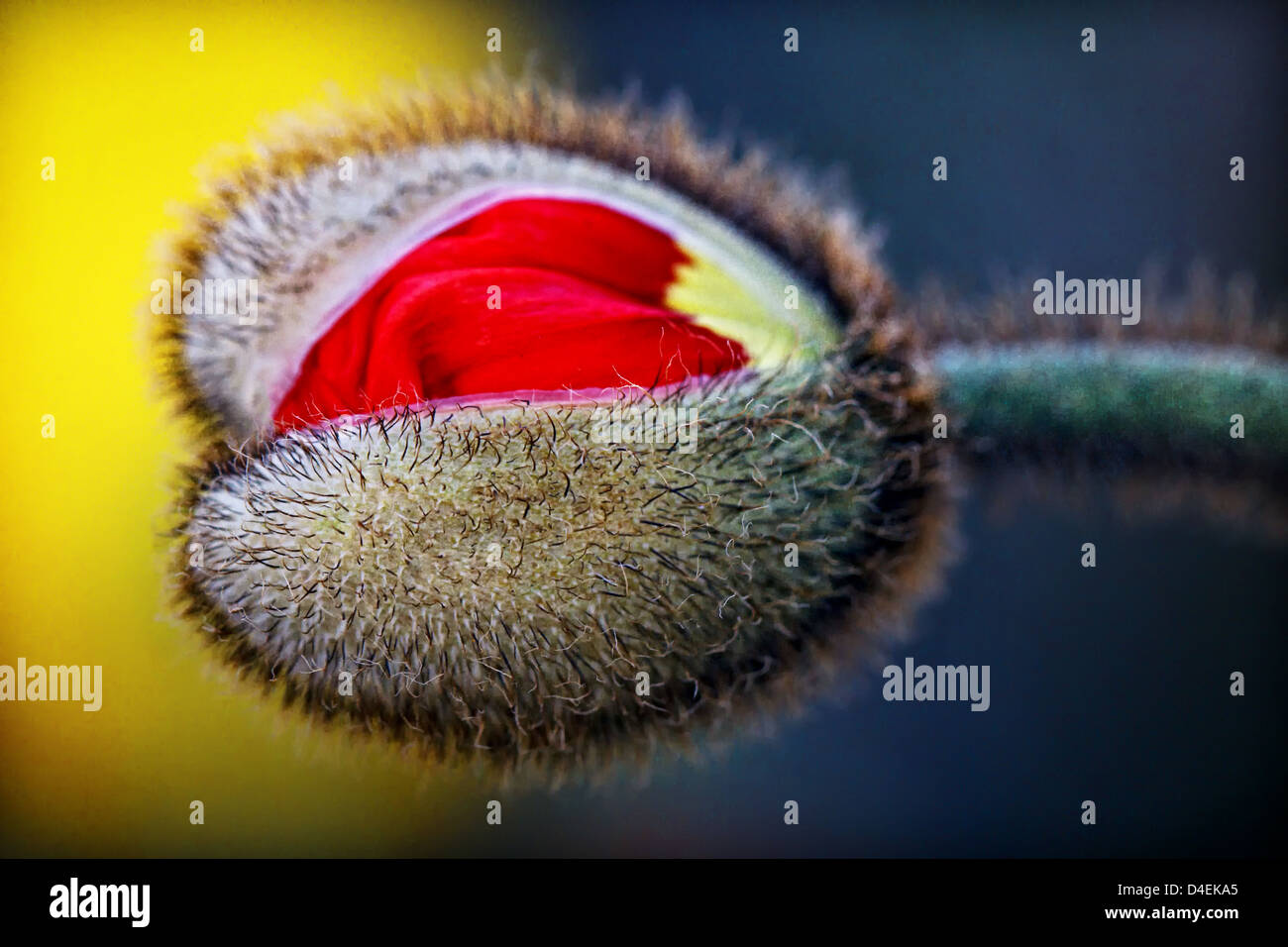 USA. Stock image of an red Iceland poppy bud, that is ready to bloom ...